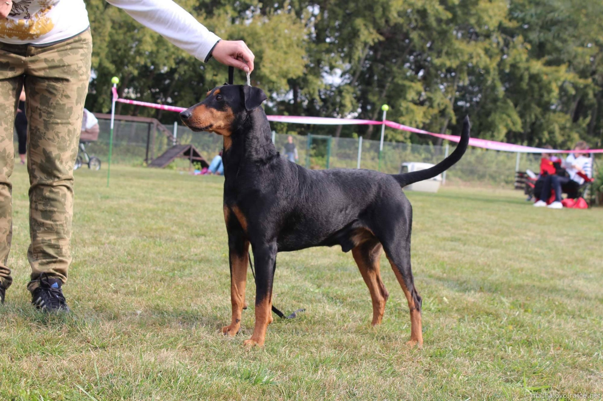 Nemecký pinč :: Pinče