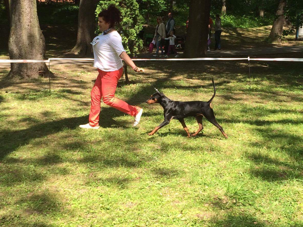 Nemecký pinč :: Pinče